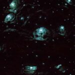 Gold Coast: Daytime Glow Worm Caves and Hop-on Hop-off Tour - The Practicalities: What You Need to Know