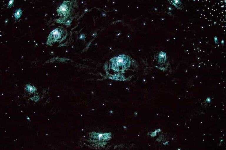 Gold Coast: Daytime Glow Worm Caves and Hop-on Hop-off Tour - The Practicalities: What You Need to Know