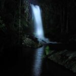 Gold Coast: Evening Rainforest and Glow Worm Experience - What to Expect During the Tour