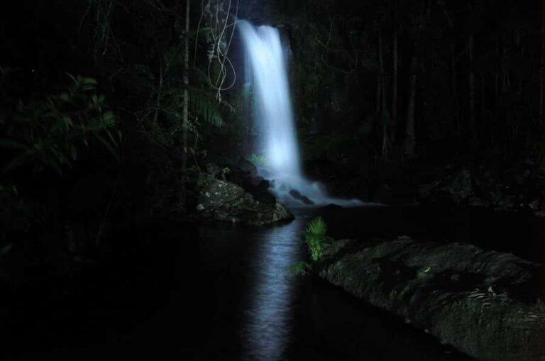 Gold Coast: Evening Rainforest and Glow Worm Experience - What to Expect During the Tour