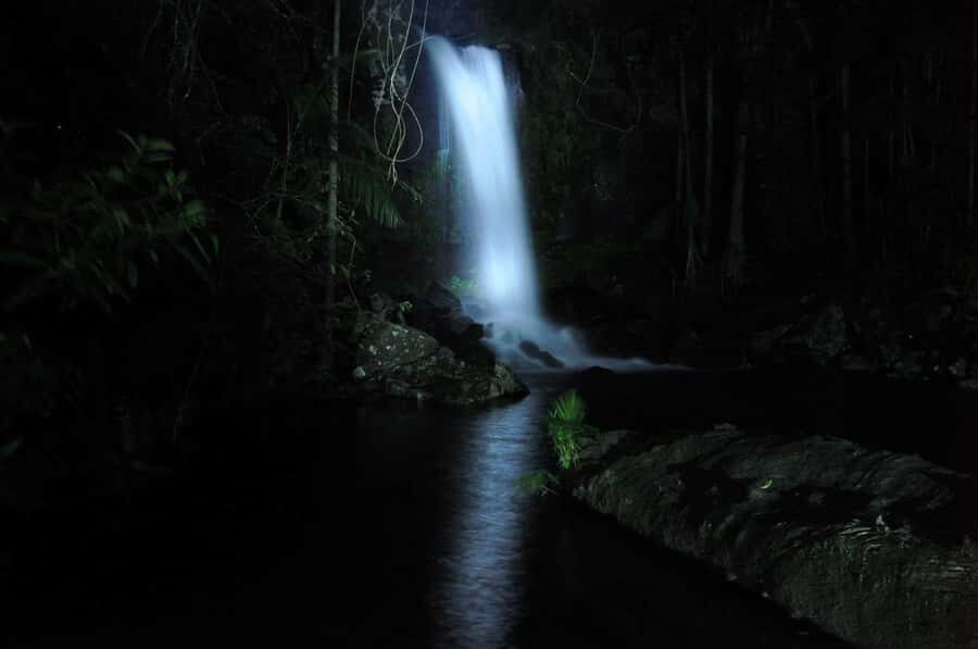 Gold Coast: Evening Rainforest and Glow Worm Experience - What to Expect During the Tour