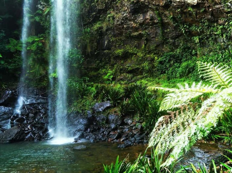 Gold Coast: Glow Worms Day/Night Rainforest & Waterfall Walk - A Closer Look at the Experience