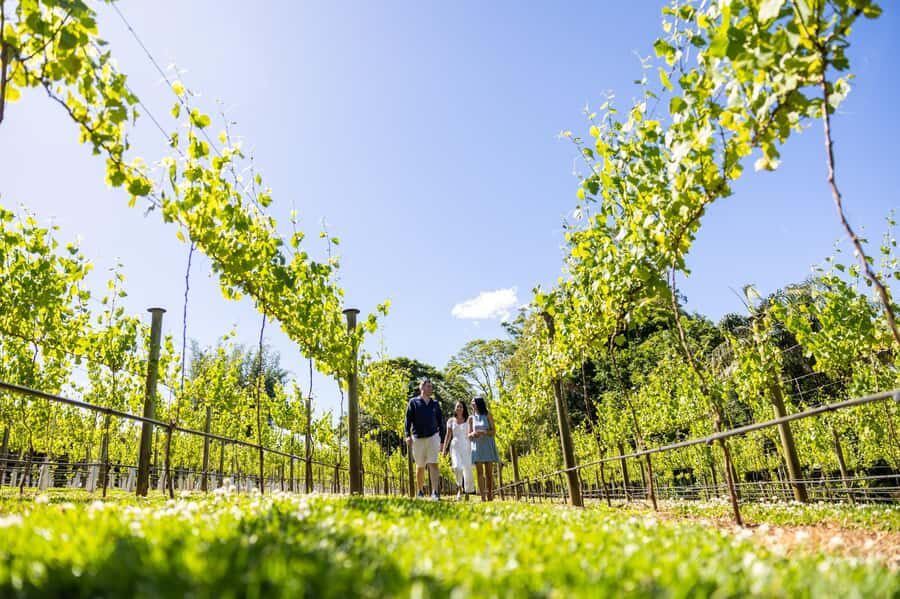 Gold Coast: Hop on Hop off Wine Tasting Tour to Mt Tamborine - What to Expect from the Experience