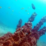 Gold Coast: Introductory SCUBA Diving Experience - Authentic Review Highlights
