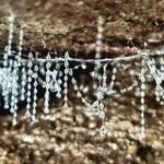 Gold Coast: Koalas, Glow Worms & Kangaroos Nature Experience - The Experience of the Itinerary