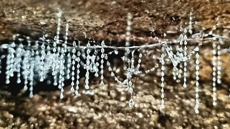 Gold Coast: Koalas, Glow Worms & Kangaroos Nature Experience - The Experience of the Itinerary