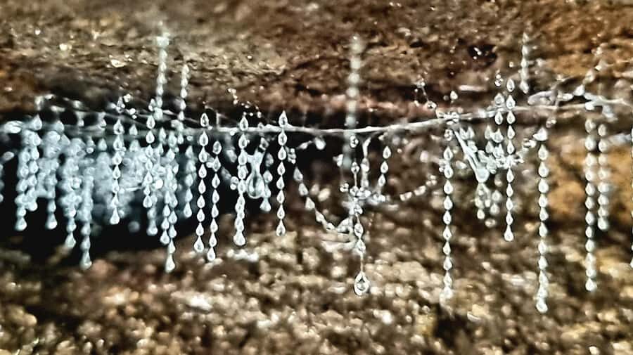 Gold Coast: Koalas, Glow Worms & Kangaroos Nature Experience - The Experience of the Itinerary