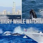 Gold Coast: Luxury Whale Watching Tour - The Experience in Detail