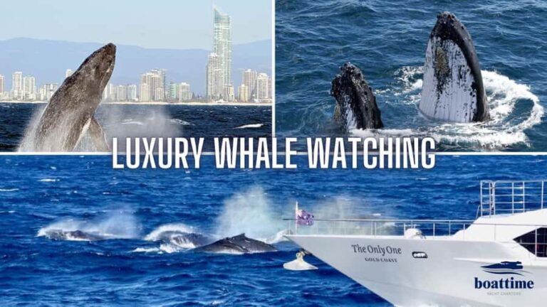 Gold Coast: Luxury Whale Watching Tour - The Experience in Detail