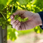 Gold Coast: Luxury Wine Tour with Gourmet Lunch & Distillery - What to Expect from the Tour