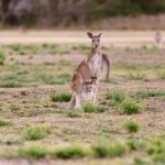 Gold Coast: Mount Tamborine Kangaroo and Koala Day Tour - The Experience in Context: Value and Practicality