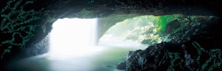 Gold Coast: Natural Bridge Glow Worm Night Tour - The Practicalities: What You Need to Know