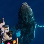 Gold Coast: Premium Whale Watching Cruise - What to Expect from the Gold Coast Premium Whale Watching Cruise