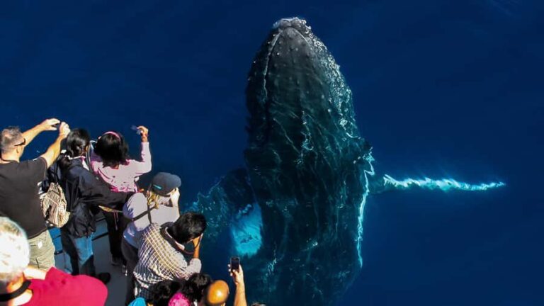 Gold Coast: Premium Whale Watching Cruise - What to Expect from the Gold Coast Premium Whale Watching Cruise