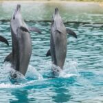 Gold Coast: Sea World Cruise & Entry Combo Ticket - The Itinerary Breakdown: What You Can Expect