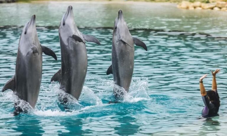 Gold Coast: Sea World Cruise & Entry Combo Ticket - The Itinerary Breakdown: What You Can Expect