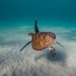 Gold Coast: Snorkel with Turtles - Value for Money