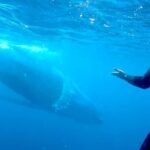 Gold Coast: Swim with Whales - What Makes the Boat Cruise Special?
