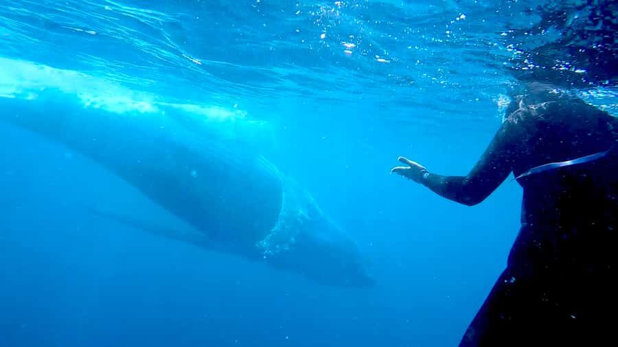 Gold Coast: Swim with Whales - What Makes the Boat Cruise Special?