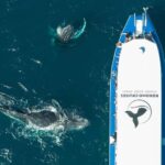 Gold Coast Whale Experience - The Itinerary: What to Expect on Your 2.5-Hour Journey