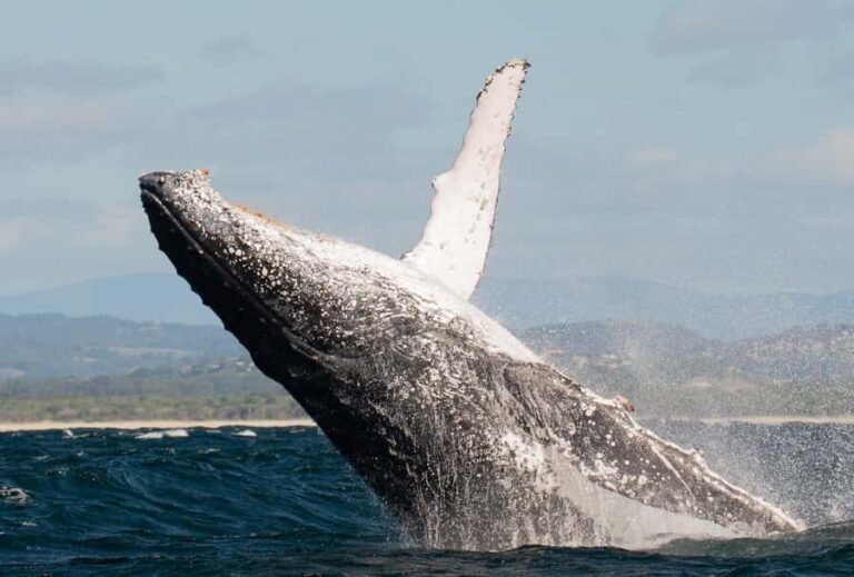 Gold Coast: Whale Watching - A Closer Look at the Whale Watching Experience