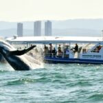 Gold Coast Whale Watching Cruise - Itinerary Breakdown and Trip Experience