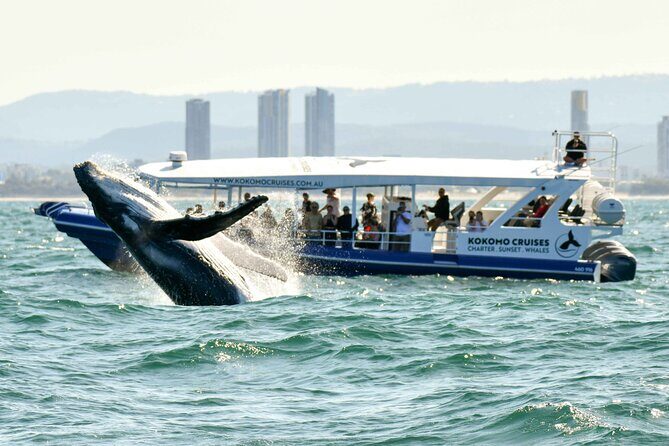 Gold Coast Whale Watching Cruise - Itinerary Breakdown and Trip Experience