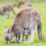 Grampians National Park with MacKenzie Falls and Kangaroos - The Value of the Tour