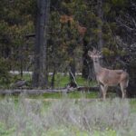 Grand Canyon of Yellowstone Hiking Adventure Full Day with Lunch - The Itinerary in Detail