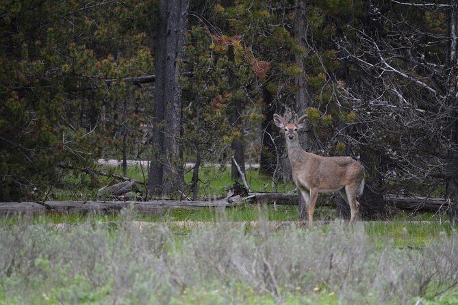 Grand Canyon of Yellowstone Hiking Adventure Full Day with Lunch - The Itinerary in Detail