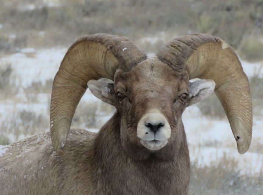 Grand Teton National Park: Wildlife Tour and Sleigh Ride - Pricing and Overall Value