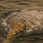 Gray Whale Journey: 10-Hour Tour with 3 Hours of Whale Watching - The Experience for Different Travelers