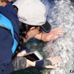 Gray Whale-Watching 2-Day Experience in Magdalena Bay - Who Is This Tour For?