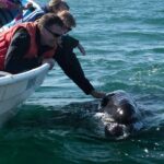 Gray Whale-Watching 2-Day Experience in Magdalena Bay - Who Will Love This Tour?