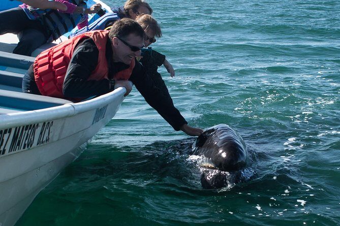 Gray Whale-Watching 2-Day Experience in Magdalena Bay - Who Will Love This Tour?