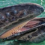 Gray Whale Watching Expedition at Magdalena Bay - Who Should Consider This Tour?