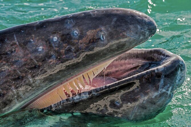 Gray Whale Watching Expedition at Magdalena Bay - Who Should Consider This Tour?