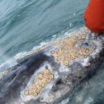 Gray Whale Watching in Bahia Magdalena - The Itinerary: What to Expect