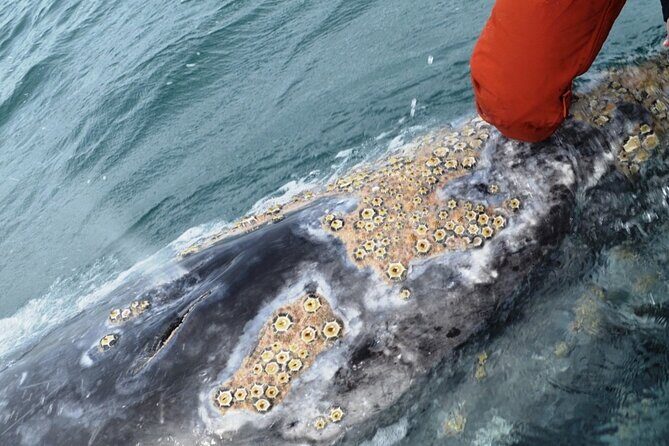 Gray Whale Watching in Bahia Magdalena - The Itinerary: What to Expect