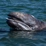 Gray Whales Watching in Magdalena Bay - The Heart of the Tour: Whale Watching in Magdalena Bay