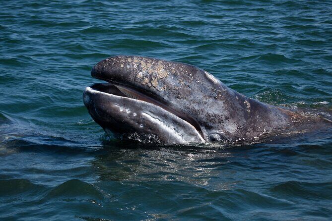 Gray Whales Watching in Magdalena Bay - The Heart of the Tour: Whale Watching in Magdalena Bay