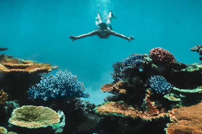 Great Barrier Reef Cruise from Townsville or Magnetic Island - Practical Details and Tips