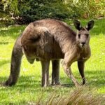 Great Ocean Road 1 Day Luxury Private Tour - FAQ