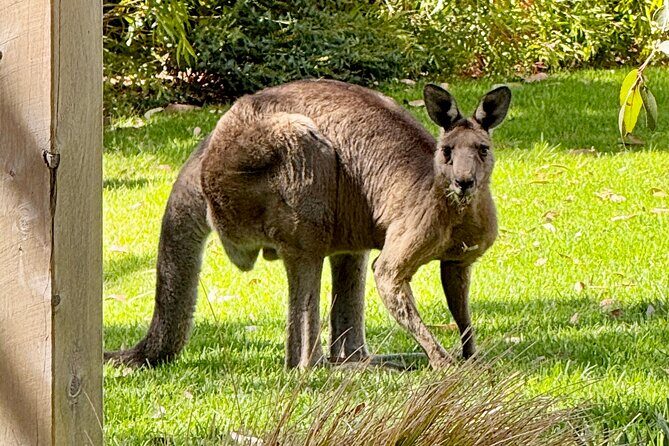 Great Ocean Road 1 Day Luxury Private Tour - FAQ