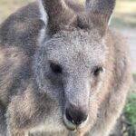 Great Ocean Road 12 Apostles kangaroo, koala and chocolate tour - Final Thoughts