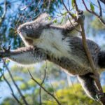 Great Ocean Road, 12 Apostles, Rainforest & Morning Tea-Melbourne - Value for Money and Practical Considerations