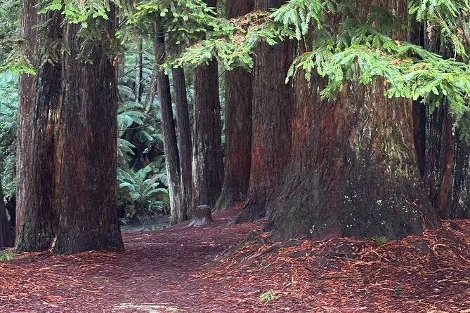 Great Ocean Road and Twelve Apostles Private Tour Drone Filming - Who Is This Tour Best For?