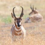 Great Salt Lake Birding and Nature Adventure - The Sum Up: Is the Great Salt Lake Birding and Nature Adventure Worth It?