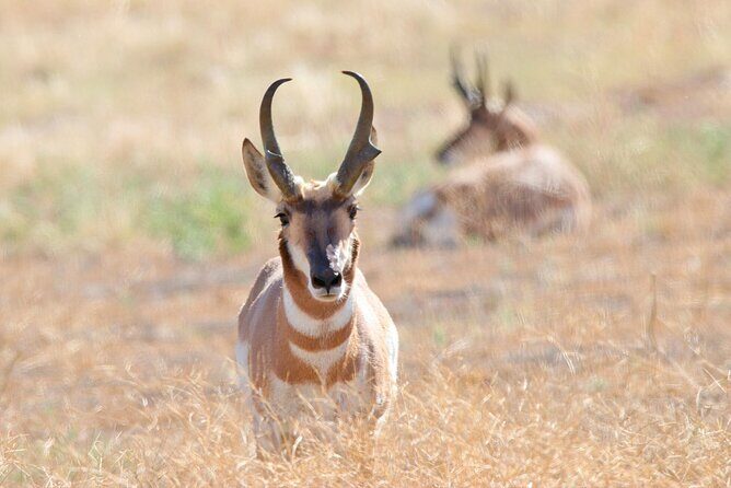 Great Salt Lake Birding and Nature Adventure - The Sum Up: Is the Great Salt Lake Birding and Nature Adventure Worth It?