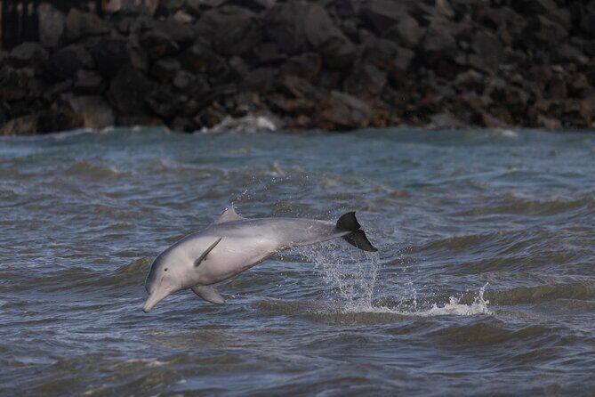 Great Sandy Straits Seven Island Ultimate Wildlife Cruise - Analyzing the Value: Is It Worth It?